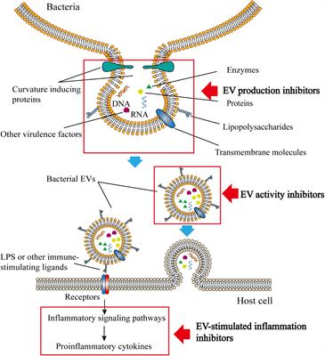 Frontiers | Inhibitors of Bacterial Extracellular Vesicles